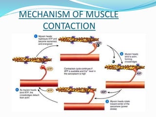 structure of skeletal muscle | PPTX