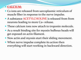 structure of skeletal muscle | PPTX