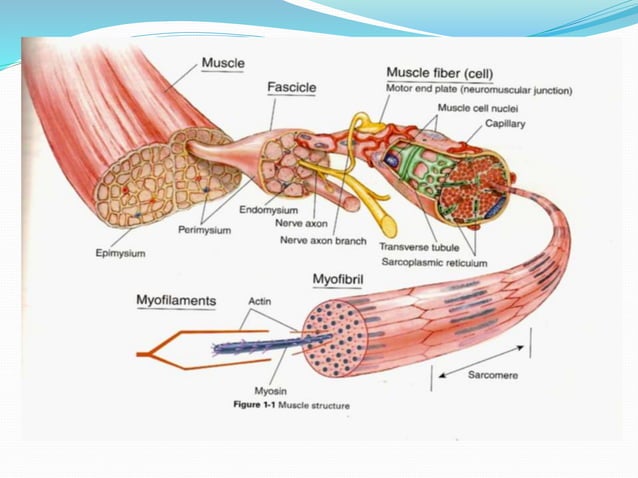 structure of skeletal muscle | PPTX