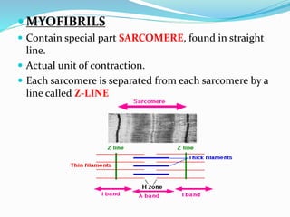 structure of skeletal muscle | PPTX