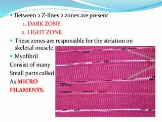 structure of skeletal muscle | PPTX