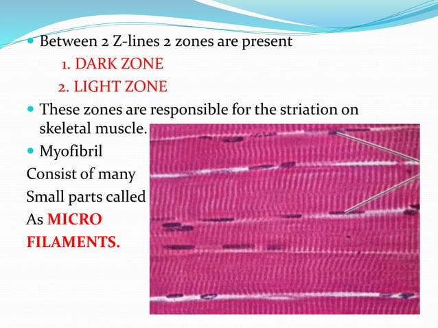 structure of skeletal muscle | PPTX