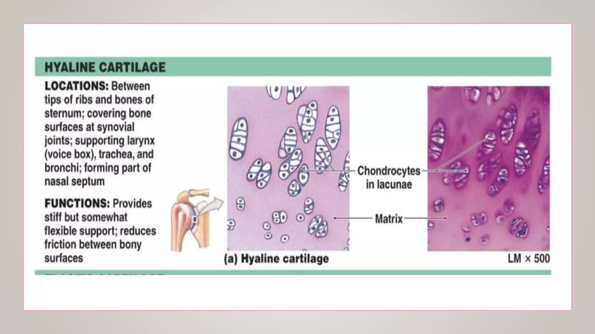 SUPPORT AND MOVEMENT.pptx part#1 | PPTX