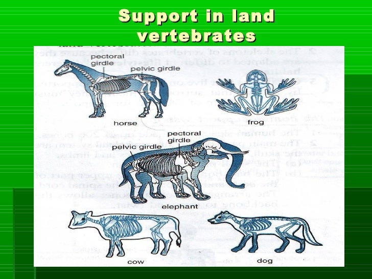 Support and movement[1]