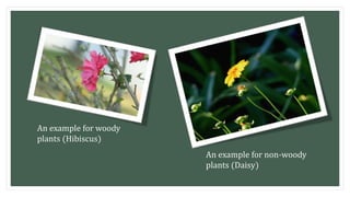 Support and Movements of Plants | PPTX