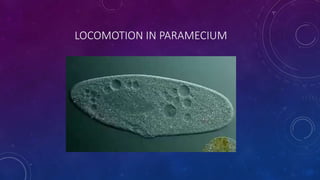 Support and movement ( videos ) | PPTX | Biological Sciences | Science