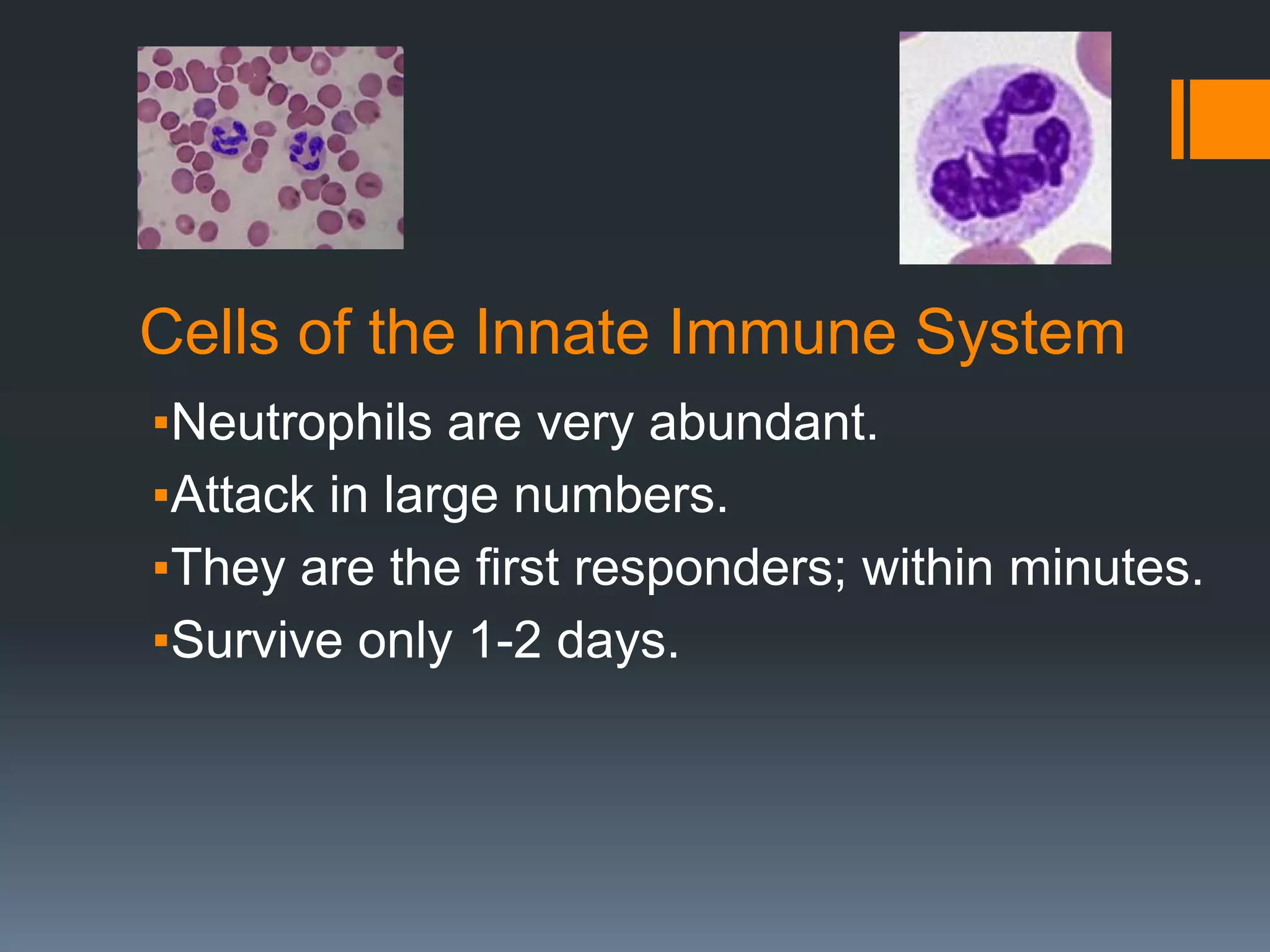Supporting immune system | PDF