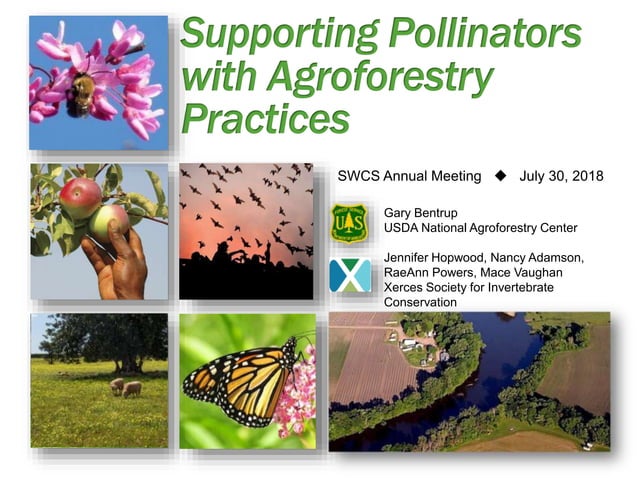 Supporting pollinators with agroforestry practices | PPT