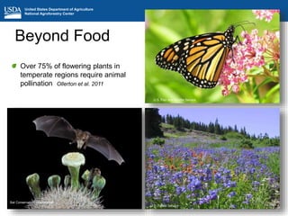 Supporting pollinators with agroforestry practices | PPT