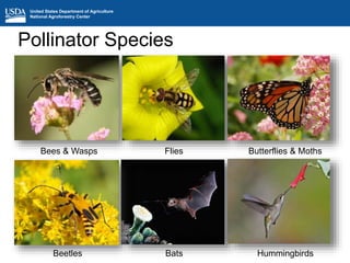 Supporting pollinators with agroforestry practices | PPT