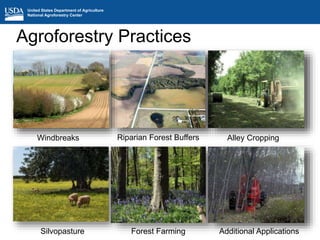 Supporting pollinators with agroforestry practices | PPTX