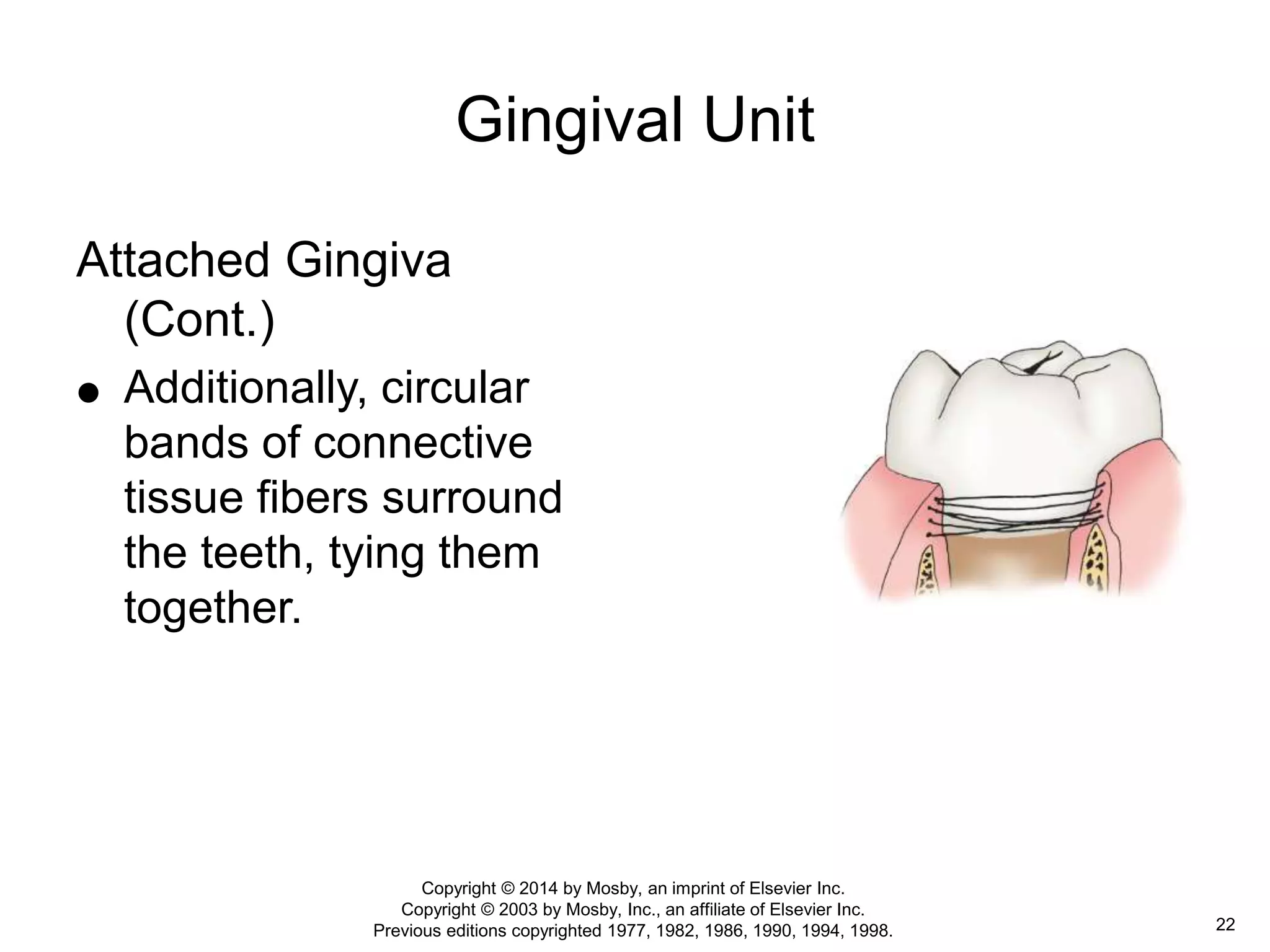 Periodontium: Supporting Structures | PPTX