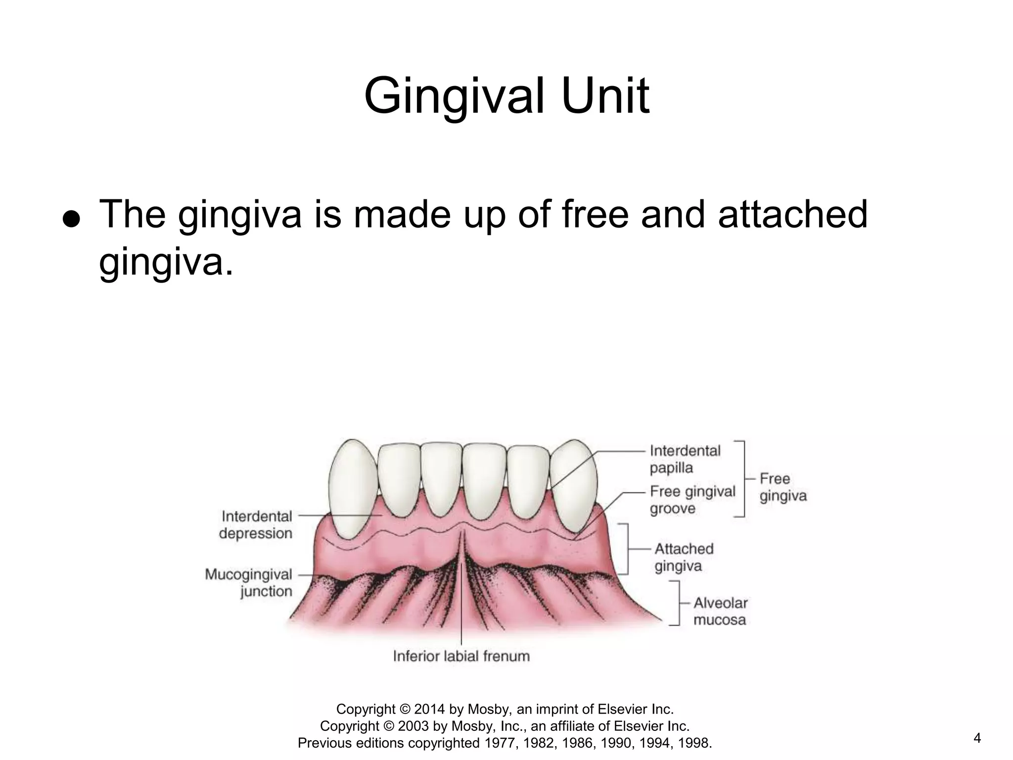 Periodontium: Supporting Structures | PPTX