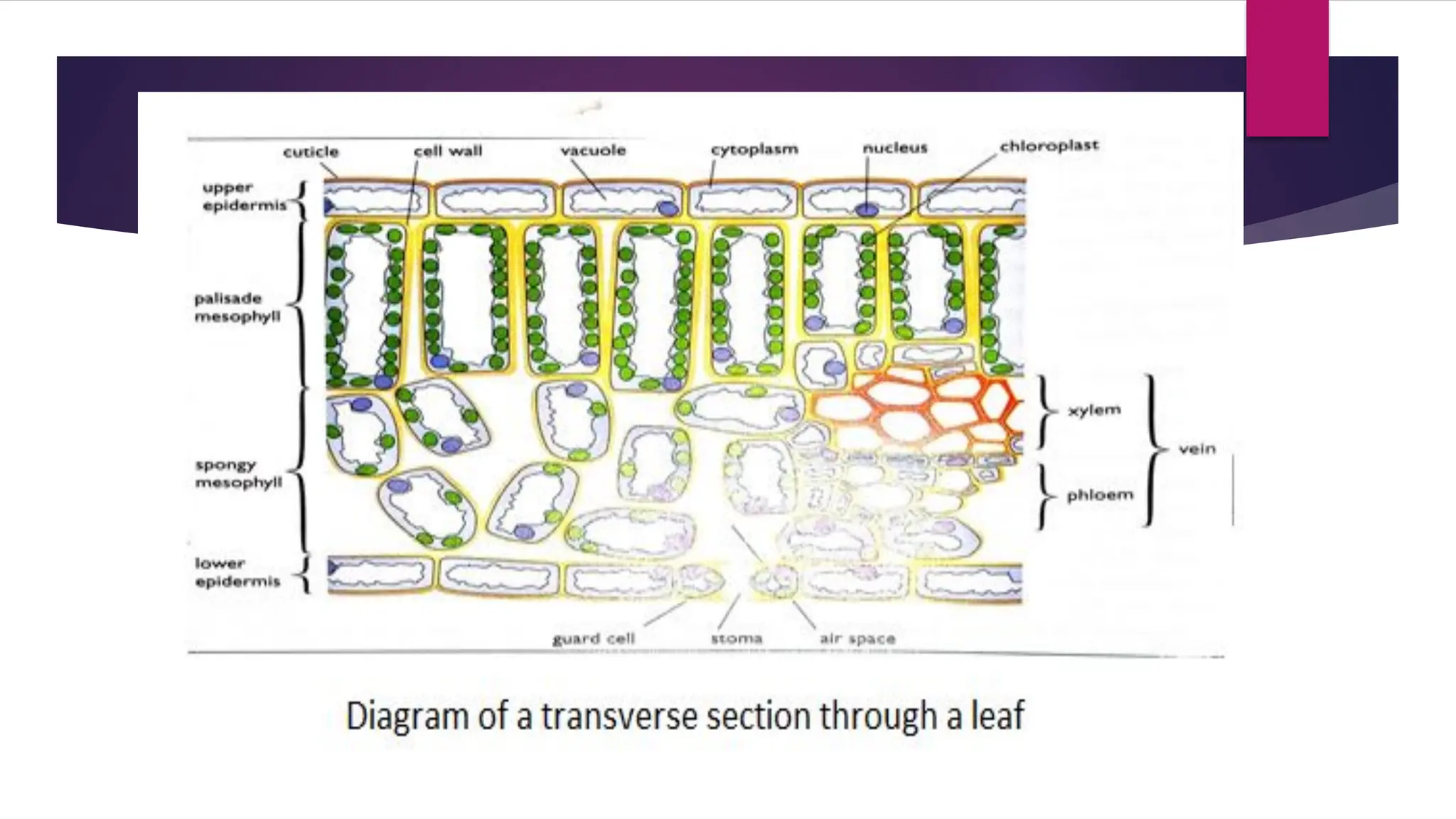 grade 11 first term SUPPORTING TISSUES IN PLANTS.pdf