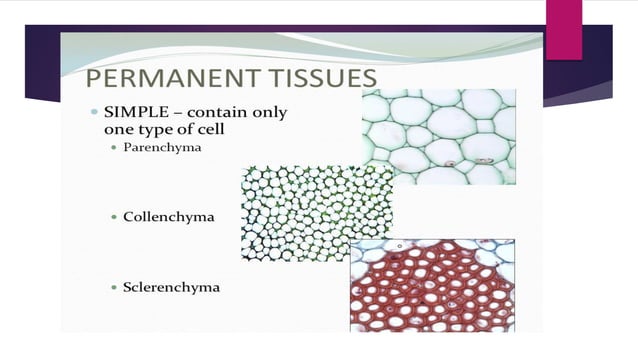 grade 11 first term SUPPORTING TISSUES IN PLANTS.pdf