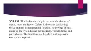 grade 11 first term SUPPORTING TISSUES IN PLANTS.pdf