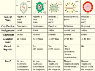 Hepatitis Virus Types