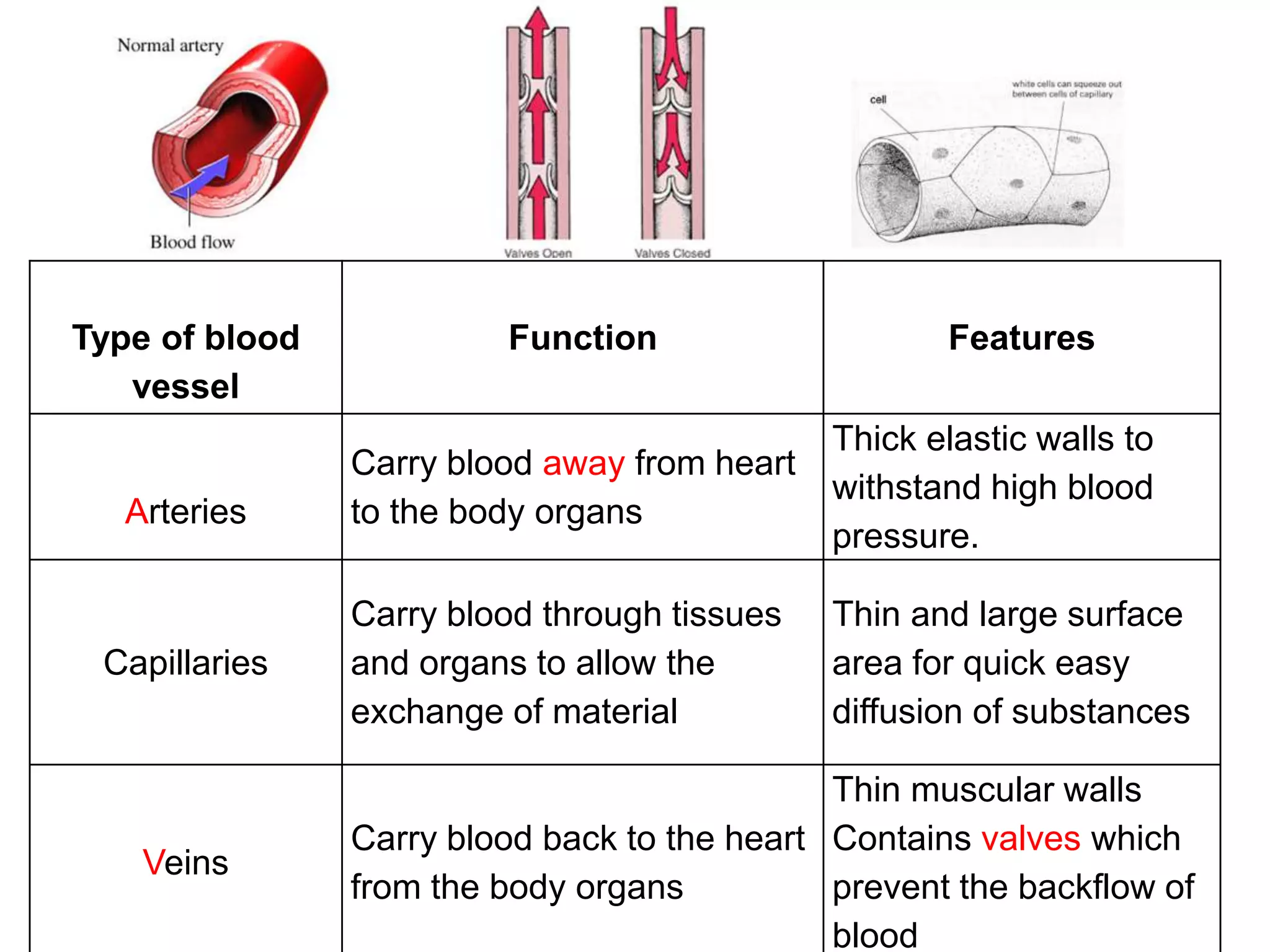 Support ppt circulation | PPT