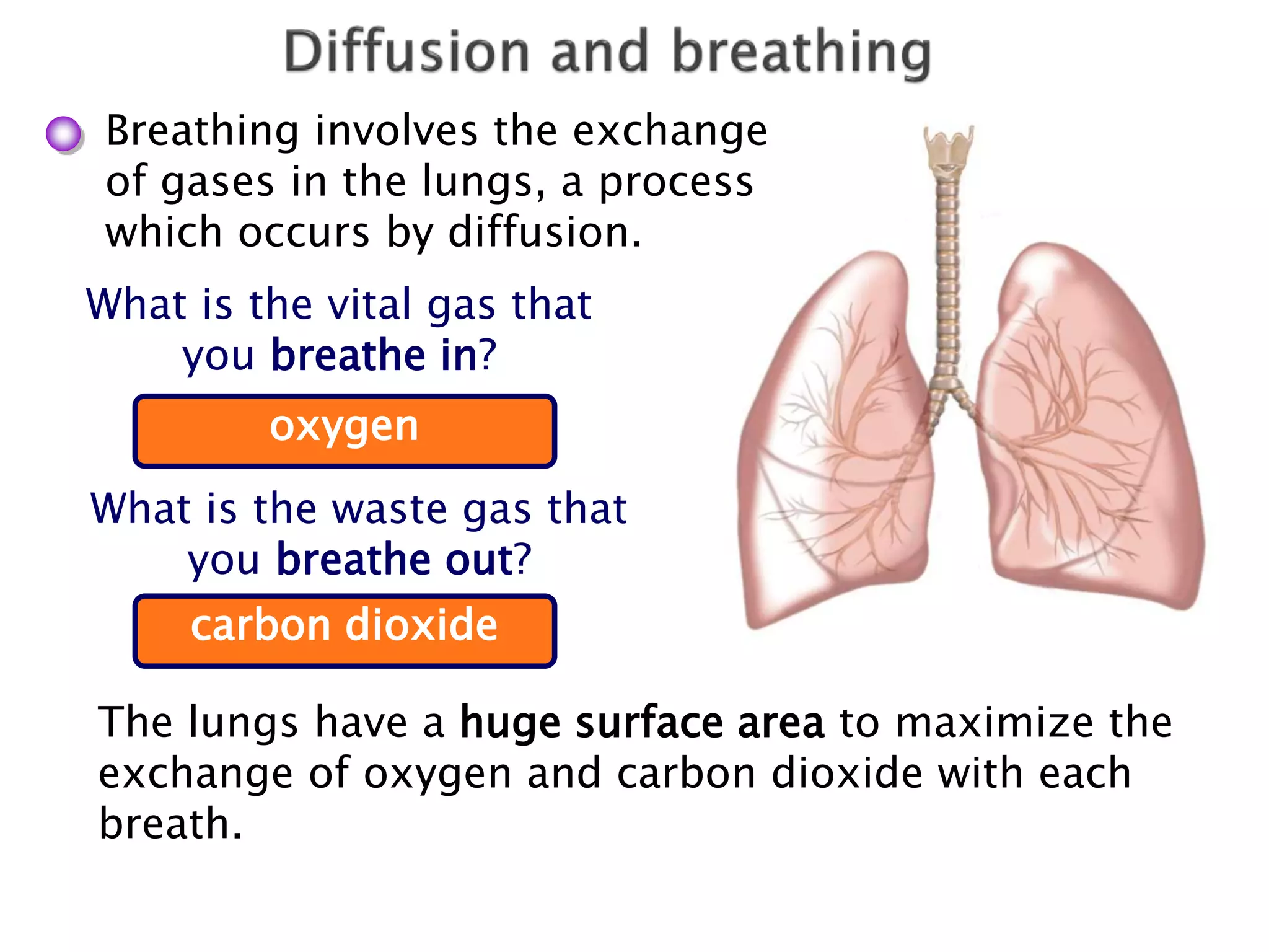 Support ppt circulation | PPTX | Heart and Cardiovascular Diseases ...