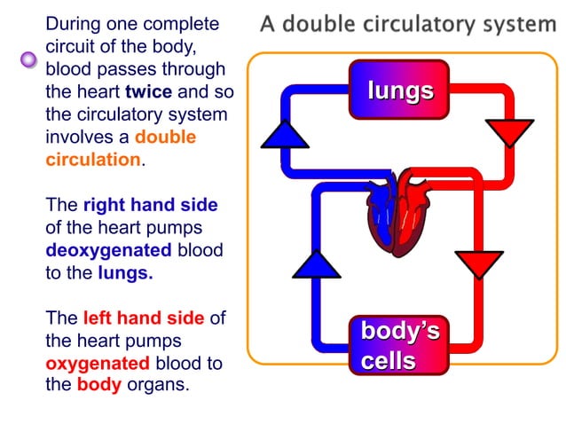 Support ppt circulation | PPT