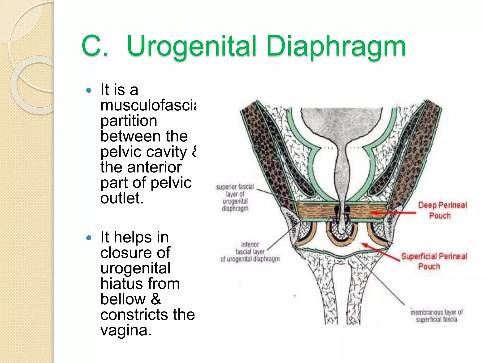 Supports of Uterus | PPTX