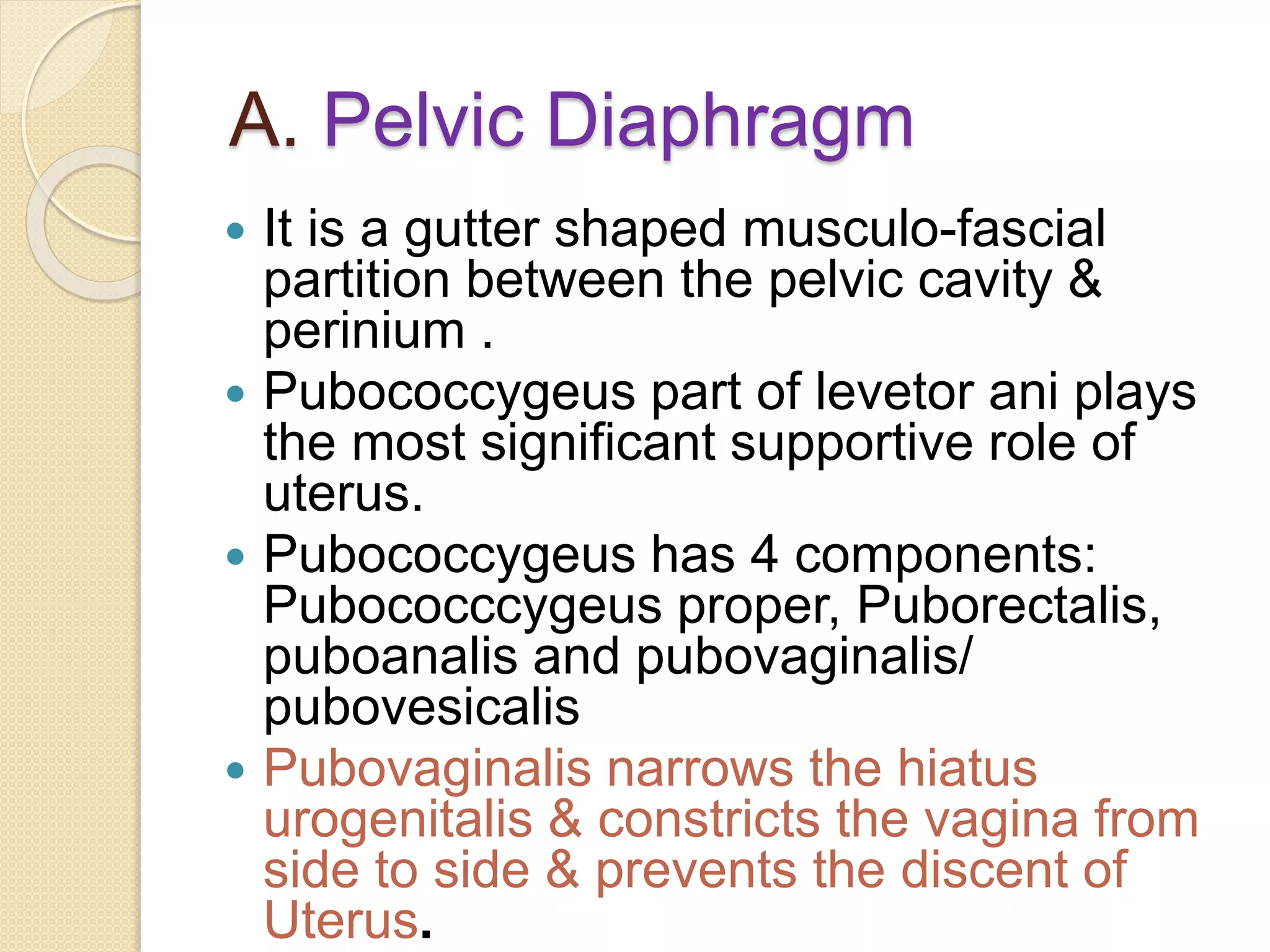 Supports of Uterus | PPTX