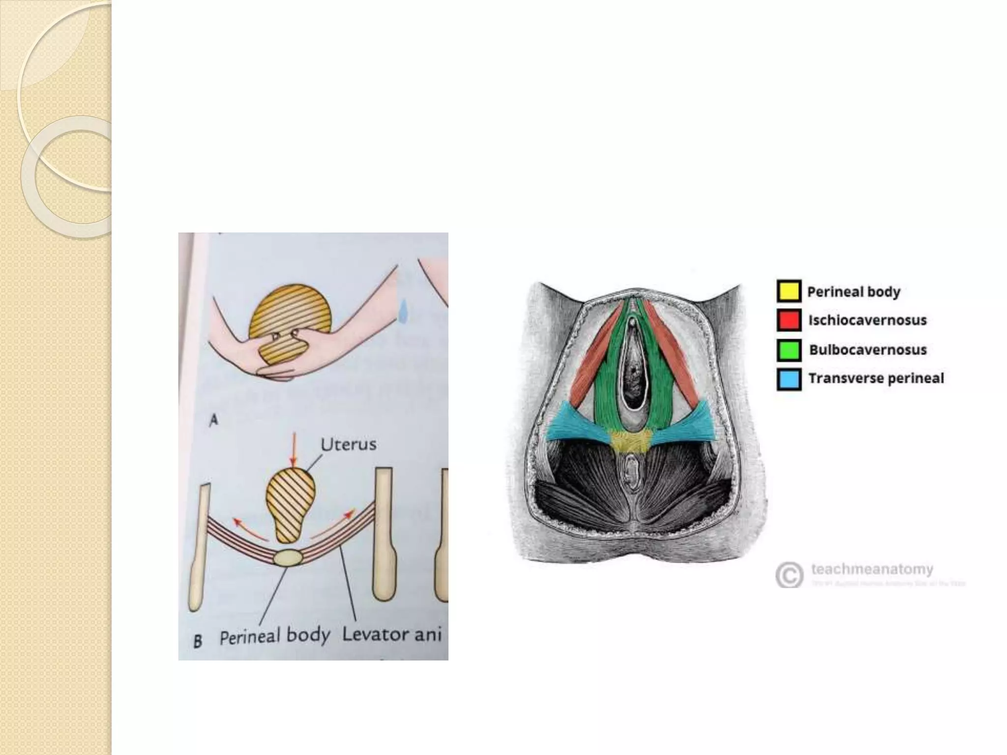 Supports of Uterus | PPTX