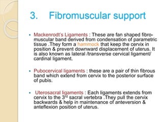 Supports of Uterus | PPTX