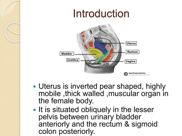 Supports of Uterus | PPTX | Pregnancy | Reproductive Health