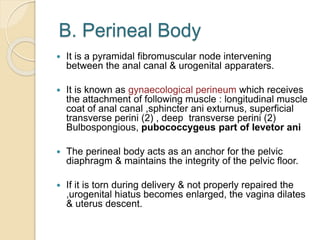 Supports of Uterus | PPTX