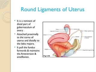 supports of uterus powerpoint presentation | PPTX
