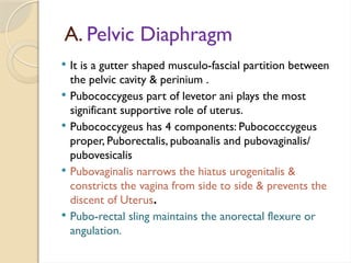 supports of uterus powerpoint presentation | PPTX