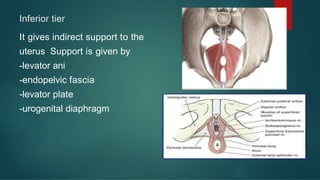 supports of uterus, prolapse class1.pptx
