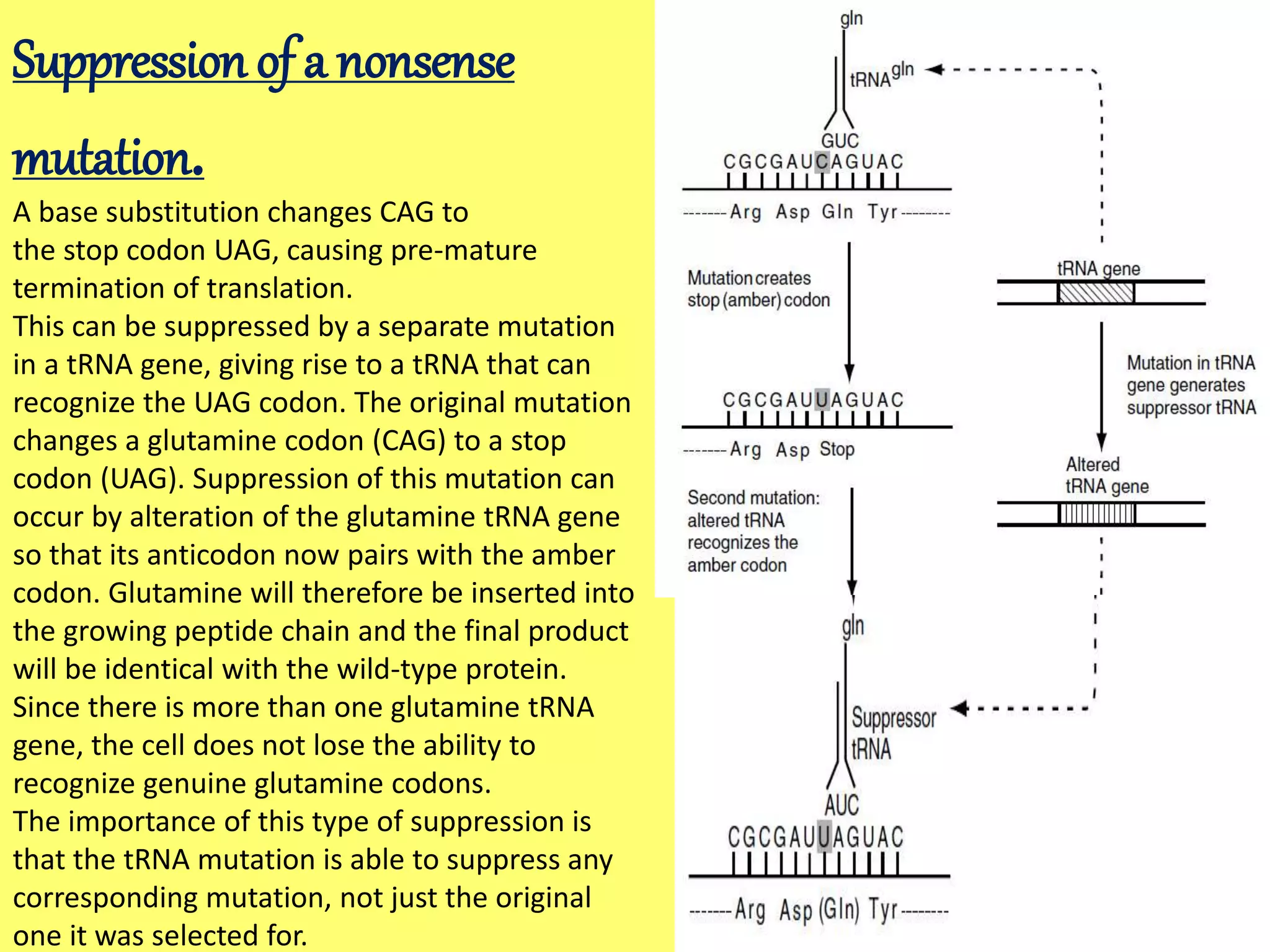 Suppressor mutation | PPTX