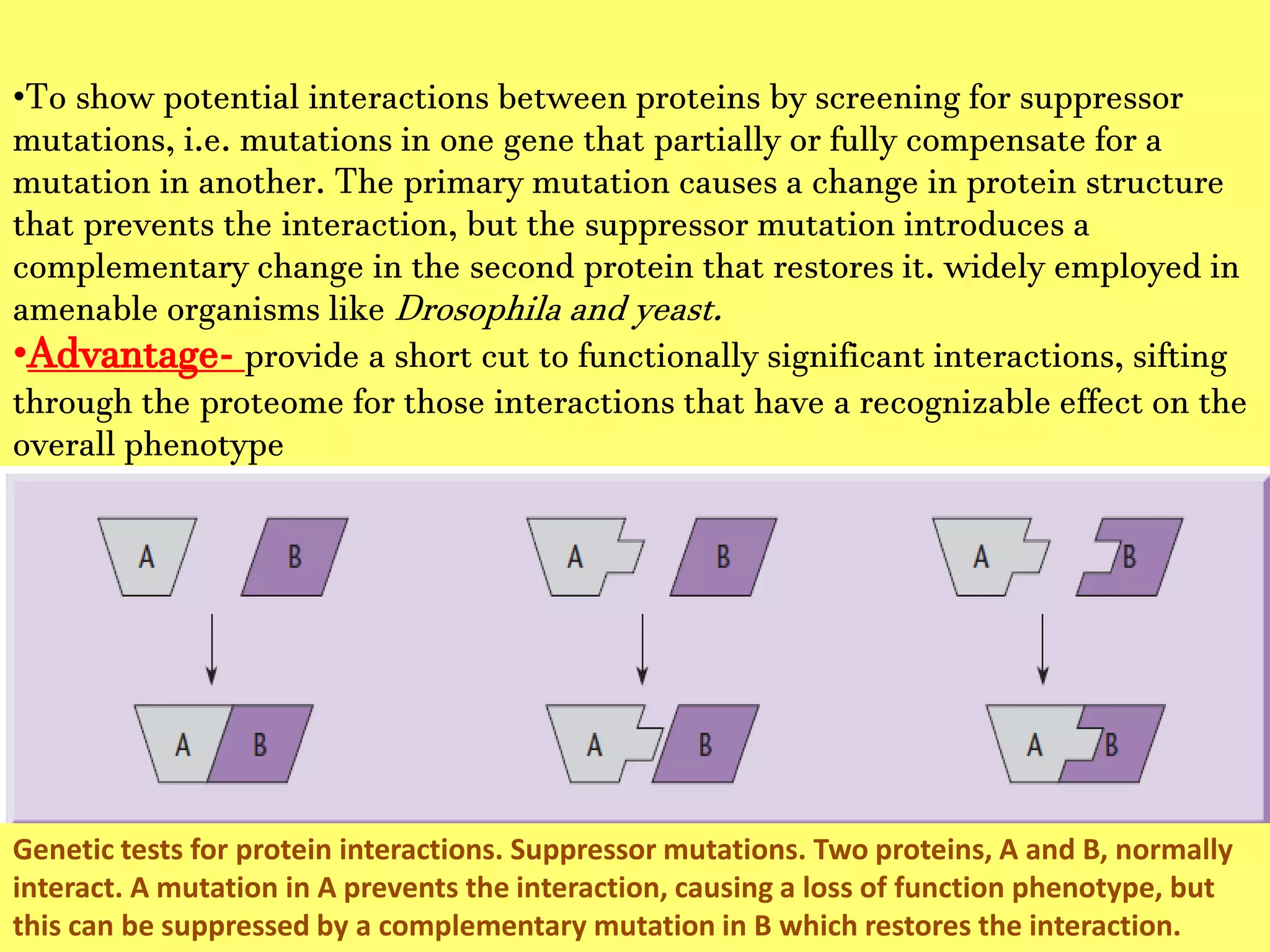 Suppressor mutation | PPTX