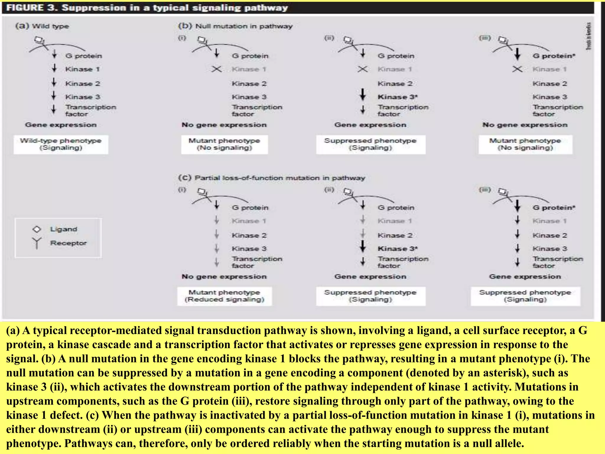 Suppressor mutation | PPTX