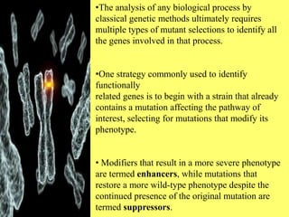 Suppressor mutation | PPTX