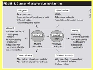 Suppressor mutation | PPTX