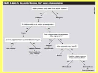 Suppressor mutation | PPTX