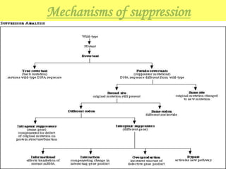 Suppressor mutation | PPTX