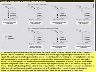 Suppressor mutation | PPTX