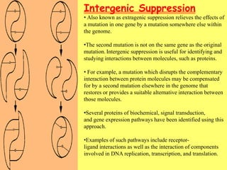 Suppressor mutation | PPTX