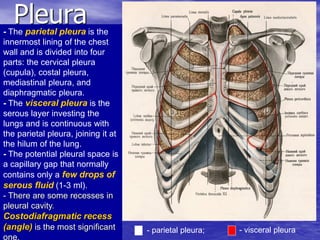 Suppurative diseases of lungs and pleura (lecture vasilevsky v.p.) | PPT