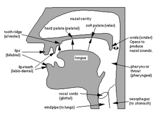 Supra-segmental pronunciation and the importance of lexis (words) in ...