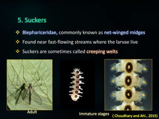 Insects of aquatic ecosystem | PPTX