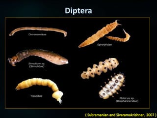 Aquatic Hemiptera Larvae