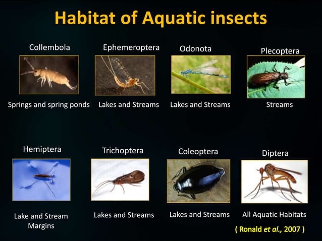 Insects of aquatic ecosystem