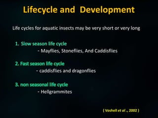 Life Cycle Of Aquatic Insects
