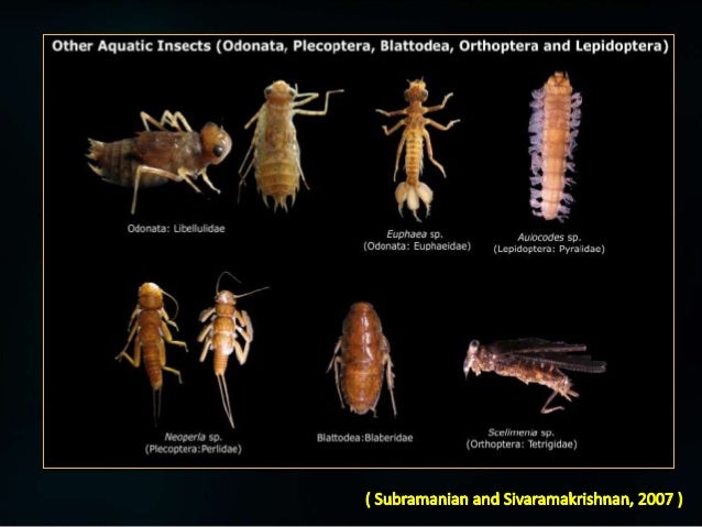 Insects of aquatic ecosystem