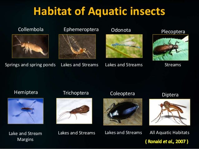 Insects of aquatic ecosystem